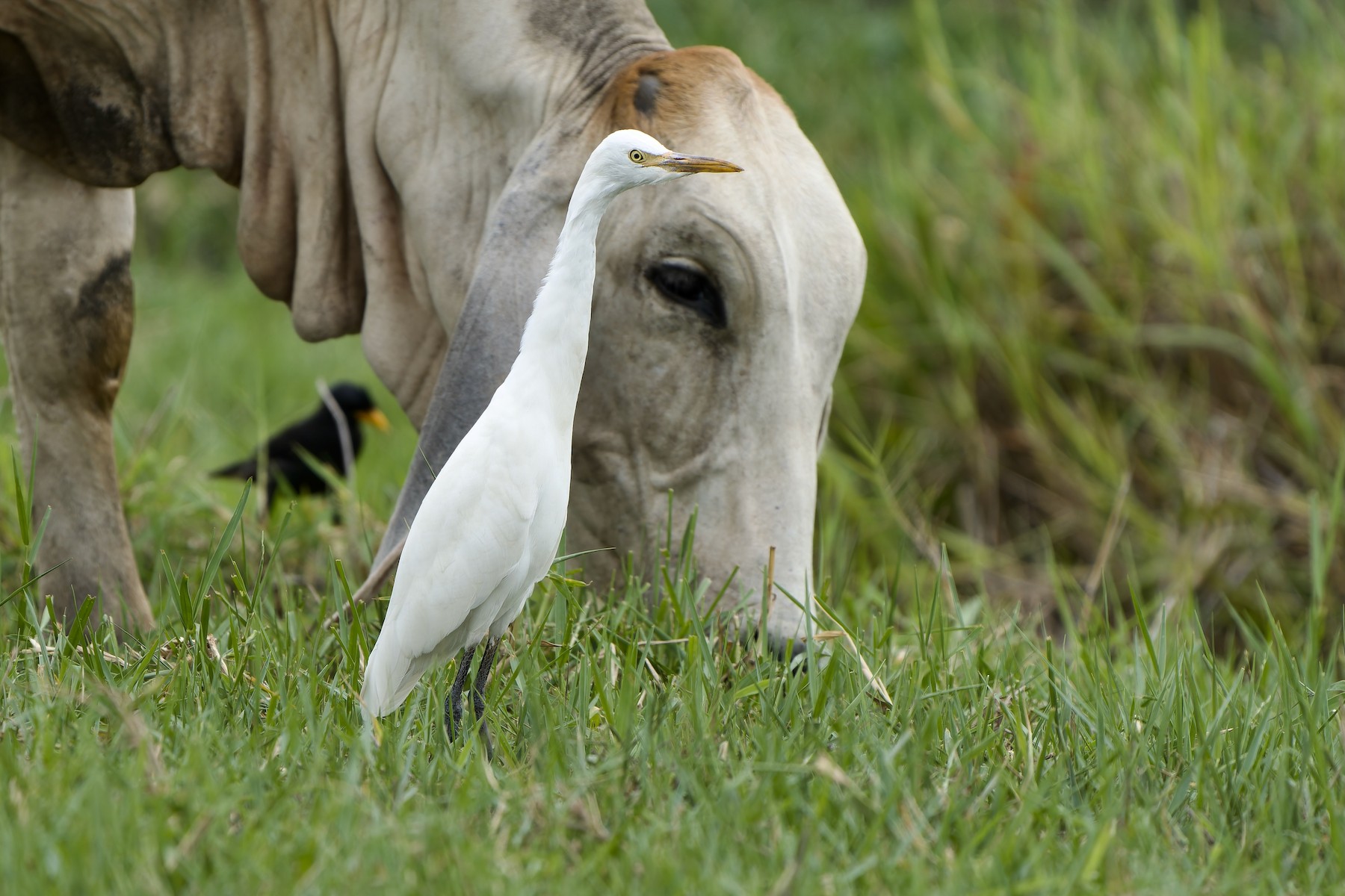 Eastern Cattle Egret - eBird