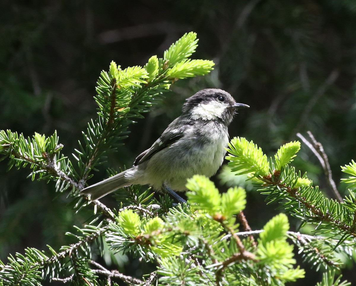 eBird Checklist - 24 Jun 2023 - Veliko Blejsko Barge - 13 species