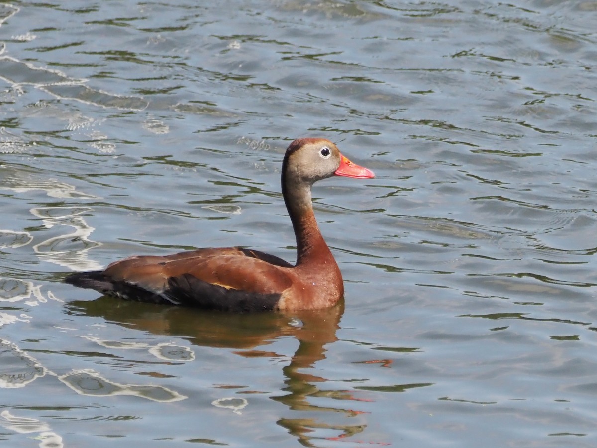 eBird Checklist - 29 Jul 2023 - John Heinz NWR--impoundment (Philadelphia Co.) - 41 species