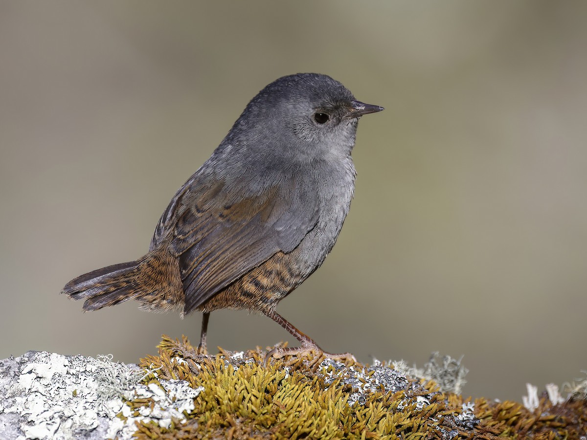 Ancash Tapaculo - Scytalopus affinis - Birds of the World