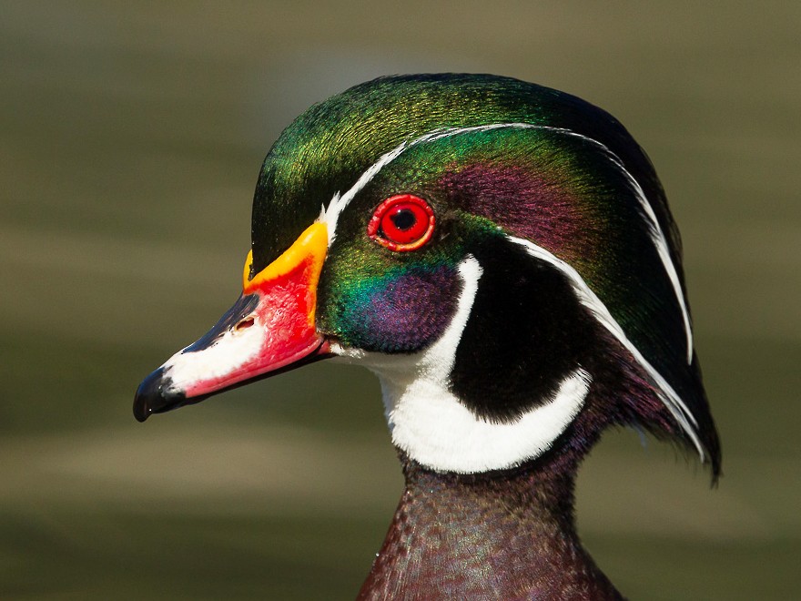 Wood Duck - eBird