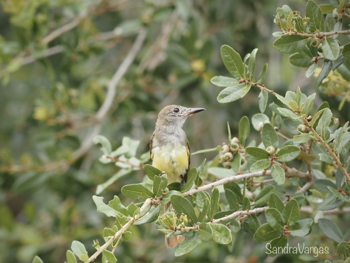 eBird Checklist - 26 Jul 2023 - Boca Ratón, Florida - 1 species