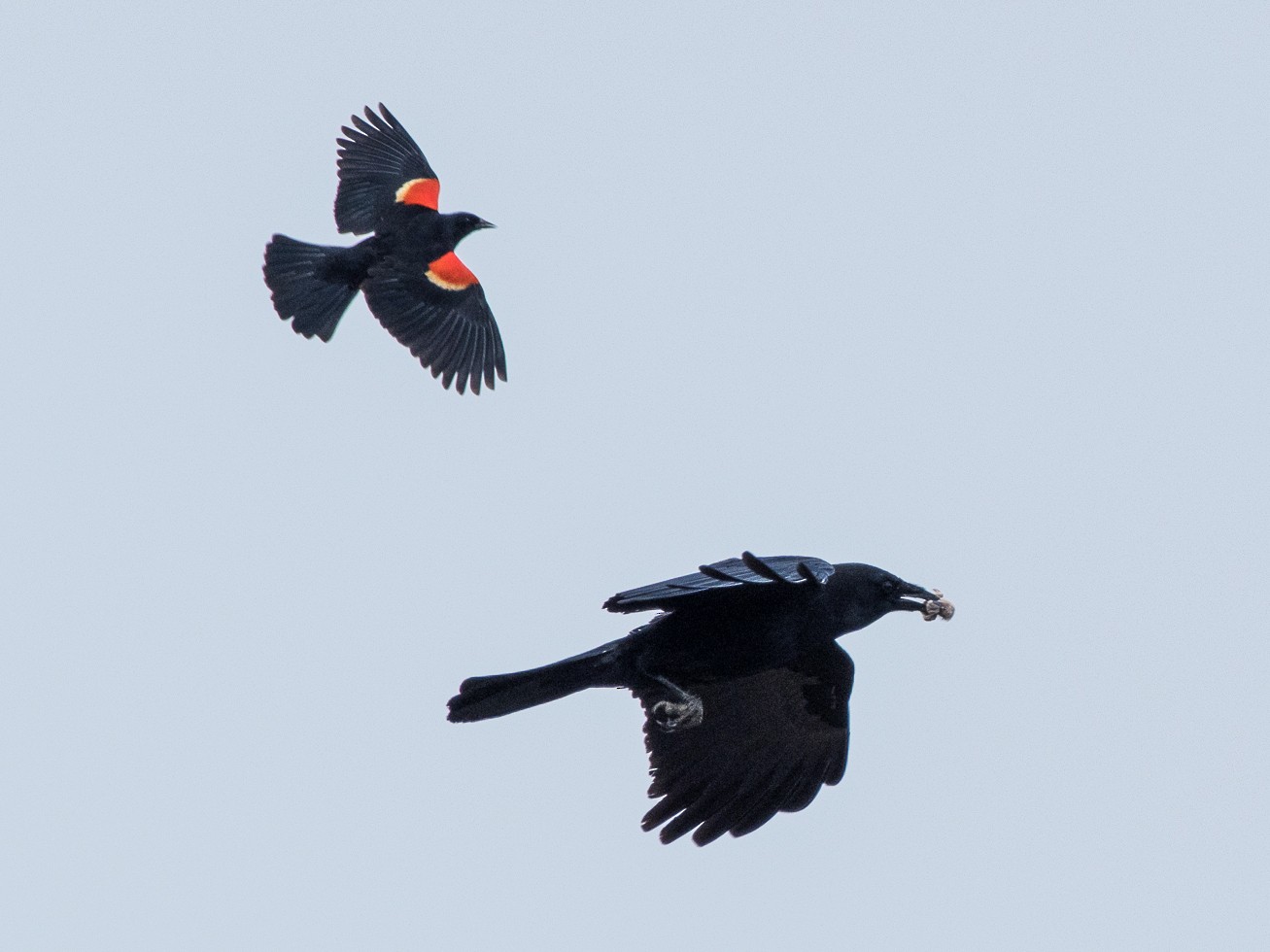 American Crow - eBird