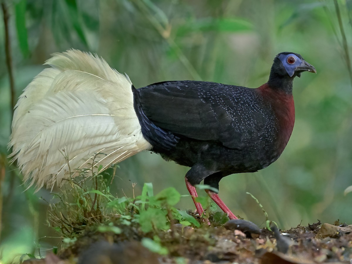 “The Bulwer’s Pheasant: Borneo’s Shimmering Jewel on the Brink of ...
