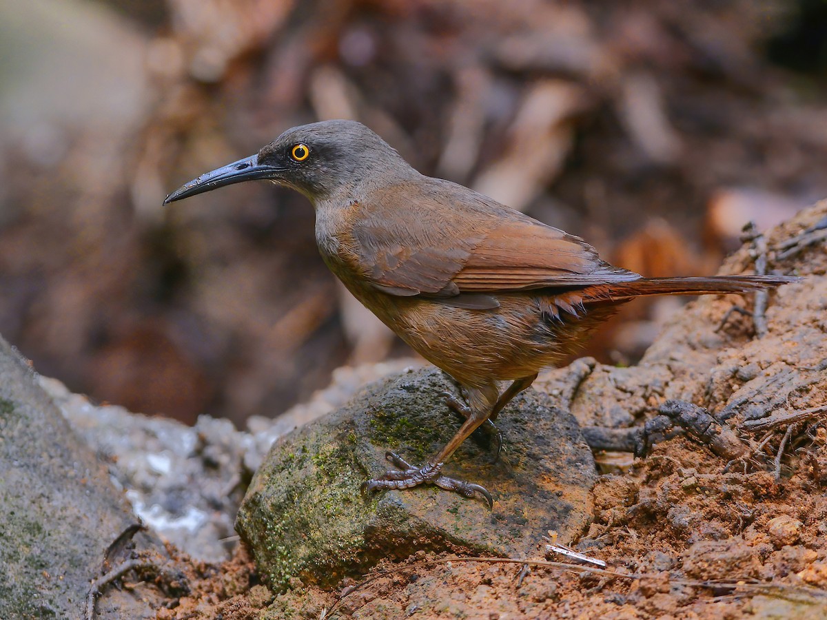 Brown Trembler - Cinclocerthia ruficauda - Birds of the World