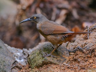 Brown Trembler - Cinclocerthia ruficauda - Birds of the World