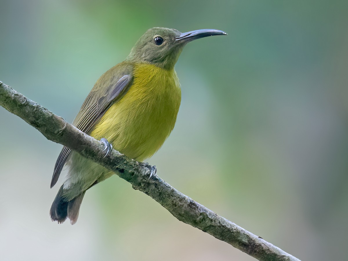Yellow-bellied Longbill - Toxorhamphus novaeguineae - Birds of the World
