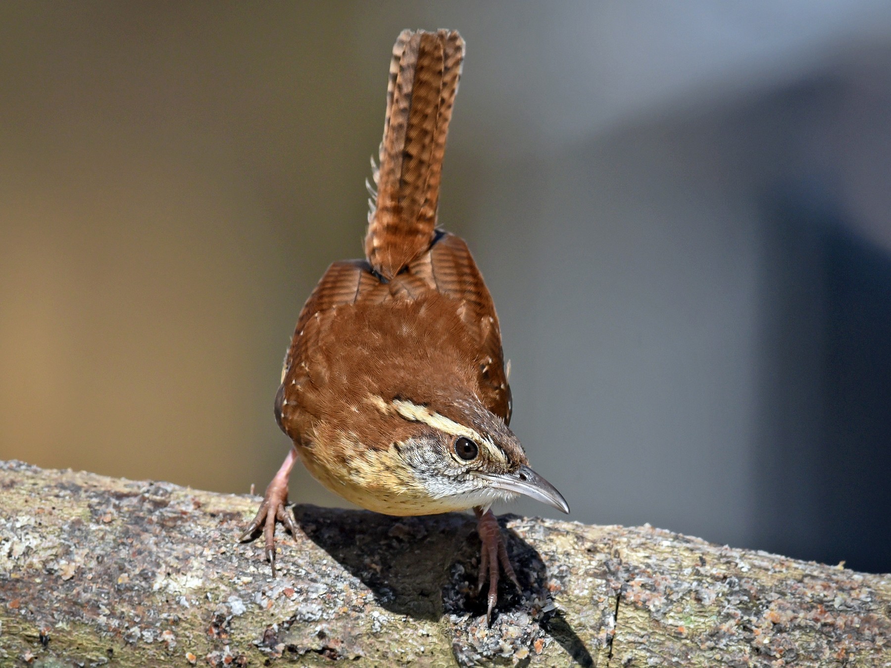 Carolina Wren - eBird