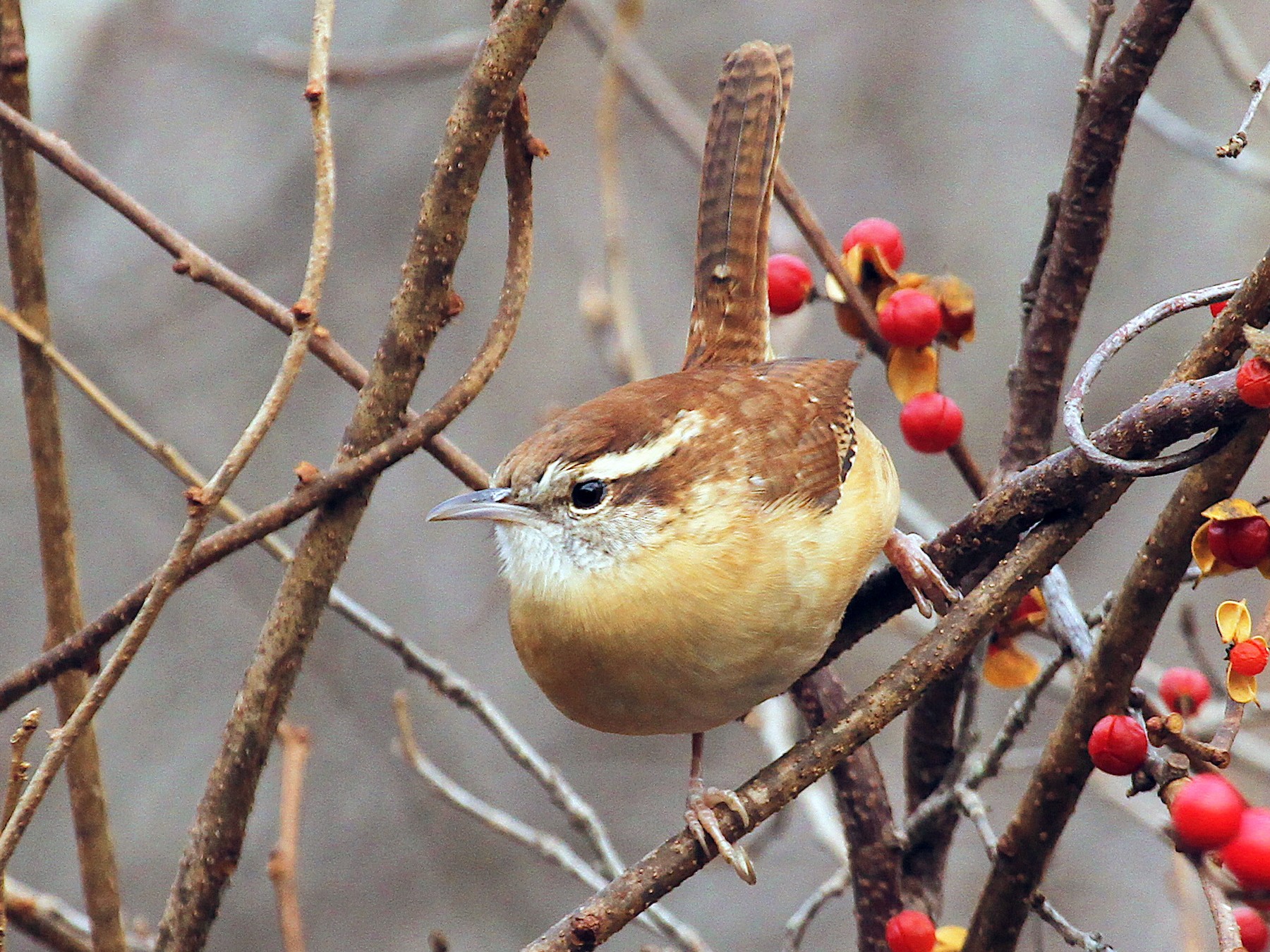 Carolina Wren - eBird
