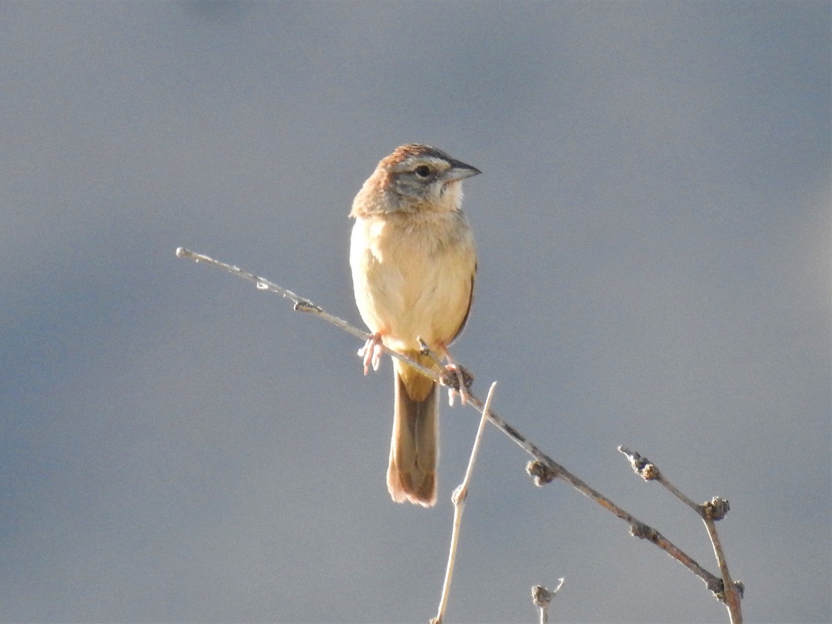 eBird Checklist - 27 Apr 2023 - Grasslands between Proctor Rd and ...