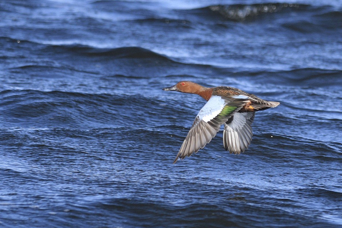 eBird Checklist - 31 May 2023 - Piute Ponds (permit required) - 63 ...