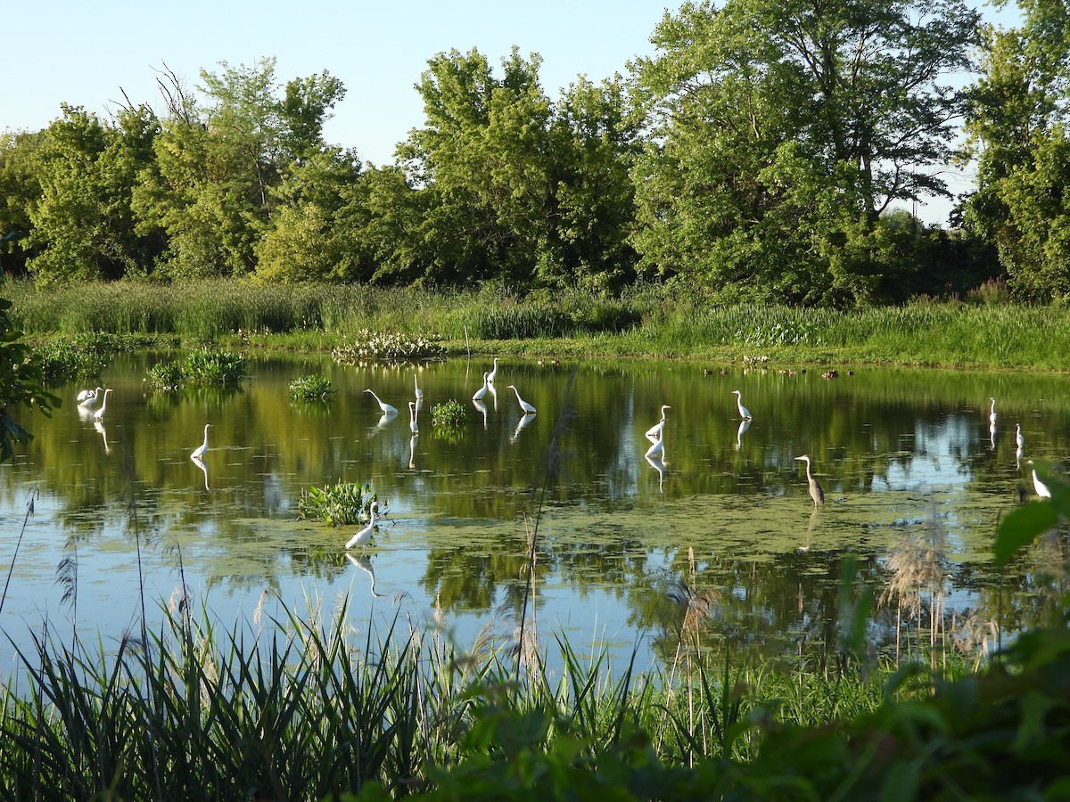 eBird Checklist - 30 Jul 2023 - John Heinz NWR--impoundment (Philadelphia Co.) - 5 species