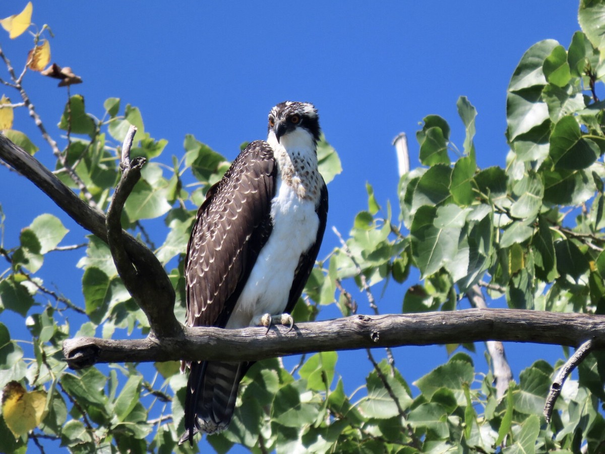 eBird Checklist - 30 Jul 2023 - Rumson Municipal Boat Ramp - 28 species