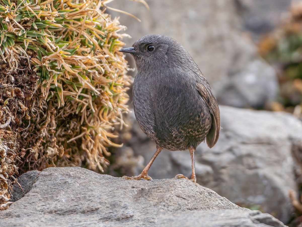 Magellanic Tapaculo - Scytalopus magellanicus - Birds of the World