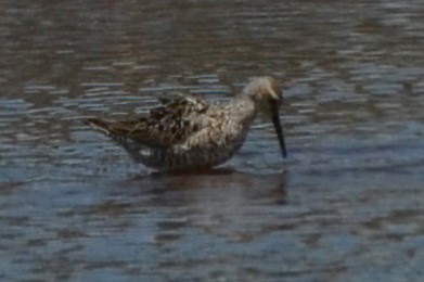 North Carolina Bird Atlas Checklist - 30 Jul 2023 - Rhodes Pond - 15 ...