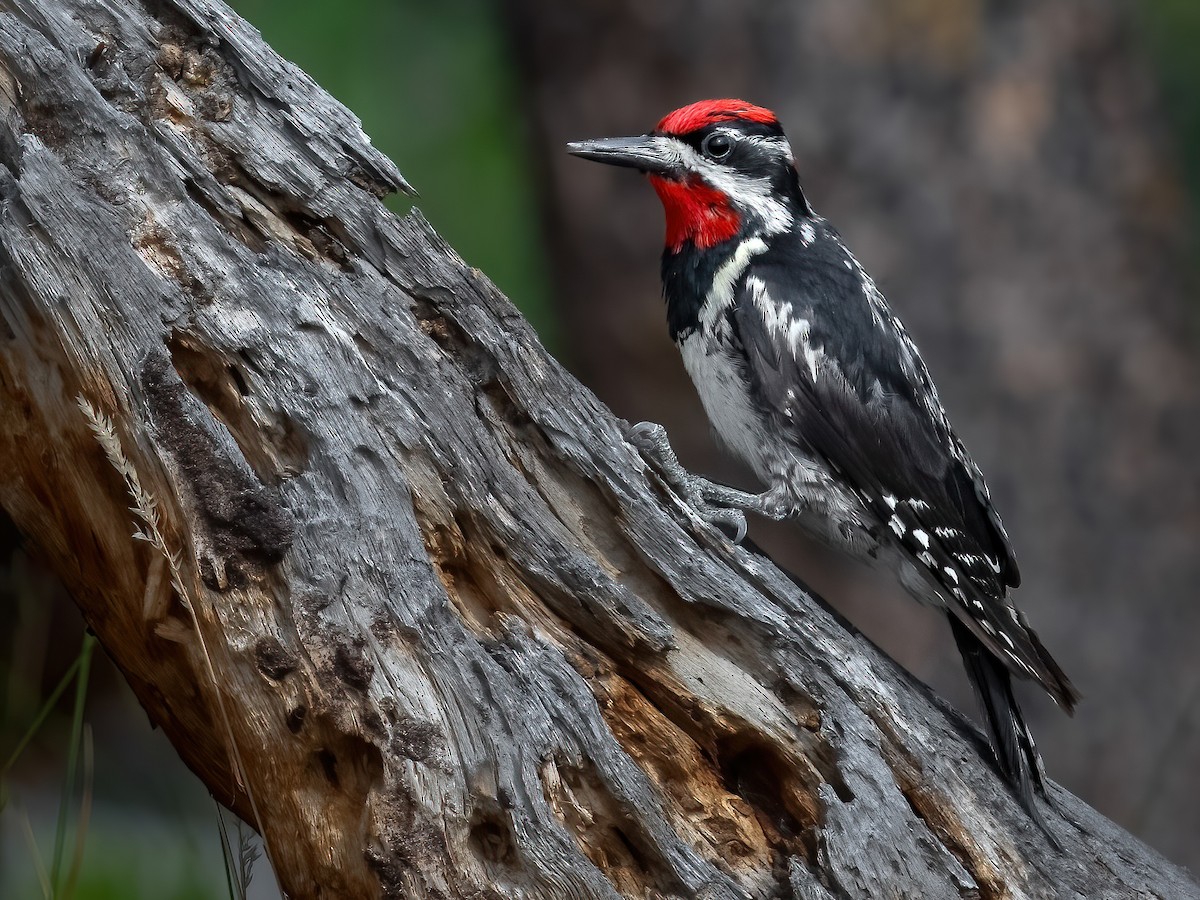 Red-naped Sapsucker - Sphyrapicus nuchalis - Birds of the World