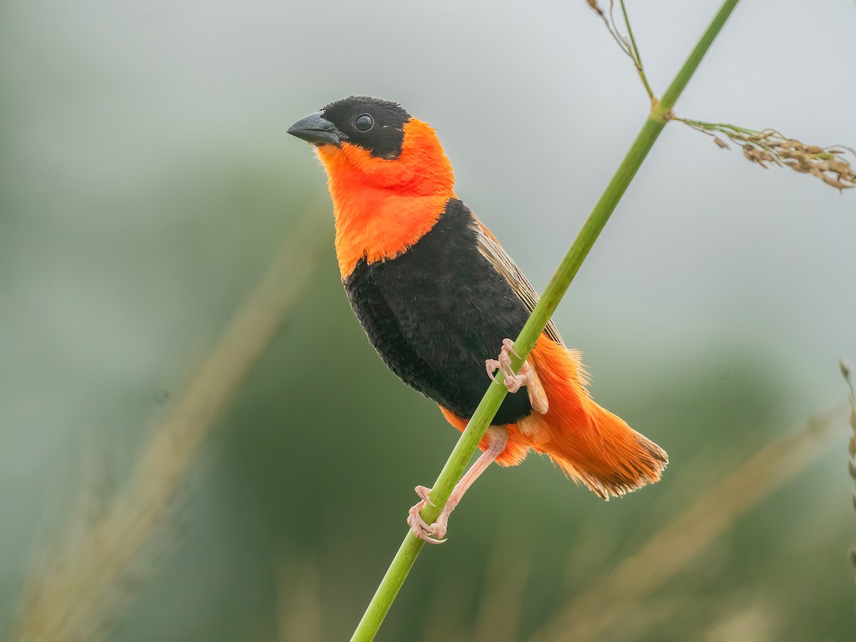 Northern Red Bishop - Euplectes franciscanus - Birds of the World