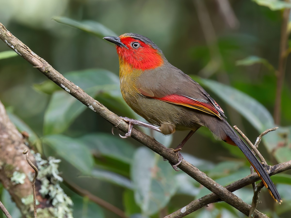 Scarlet-faced Liocichla - Liocichla ripponi - Birds of the World