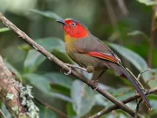 Scarlet-faced Liocichla - Liocichla ripponi - Birds of the World