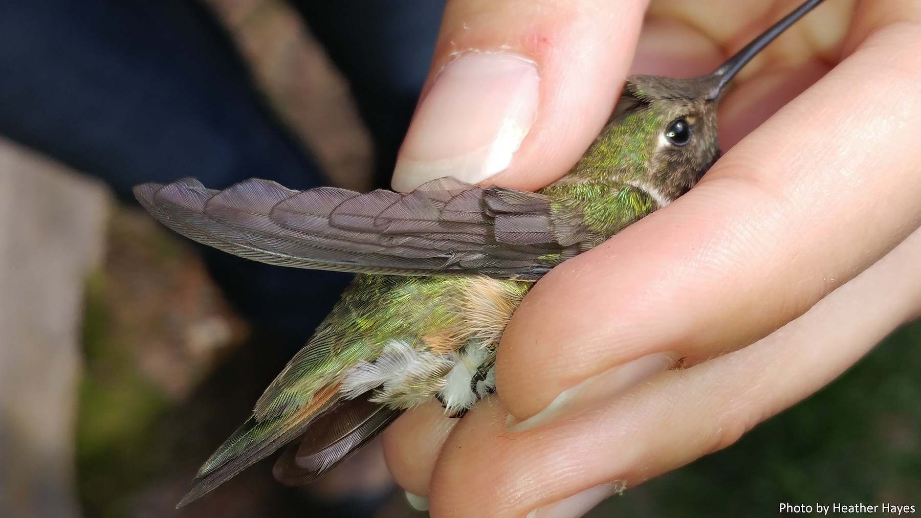 Black-chinned x Calliope Hummingbird (hybrid) - eBird