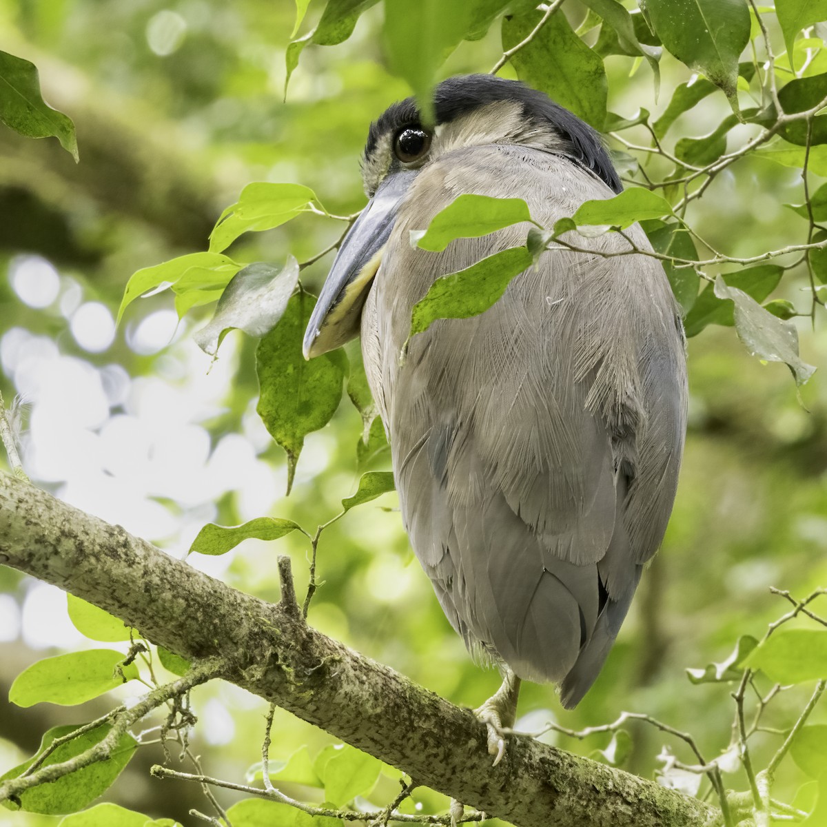 eBird Checklist - 6 Jul 2023 - La Gamba--Tropenstation (Tropical ...