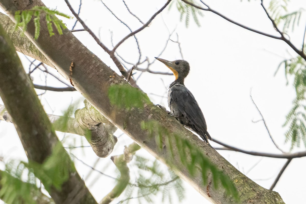 eBird Checklist - 31 Jul 2023 - Jalan Ulu Sembawang - 6 species (+1 ...