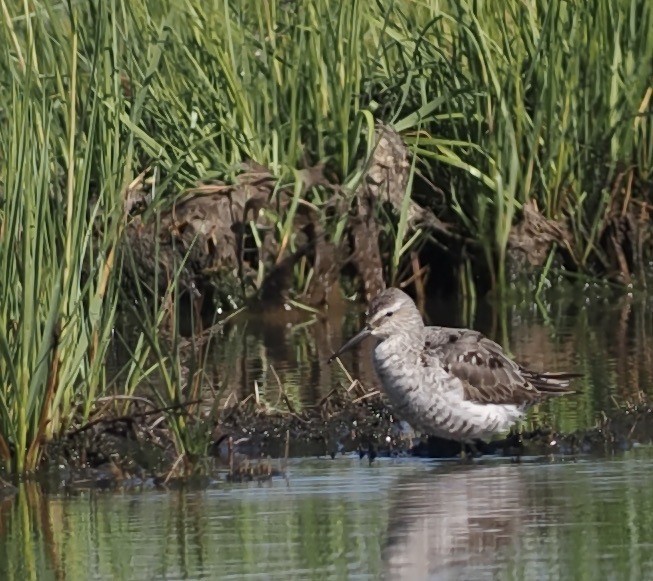 eBird Checklist - 31 Jul 2023 - Hampton Salt Marsh Conservation Area ...