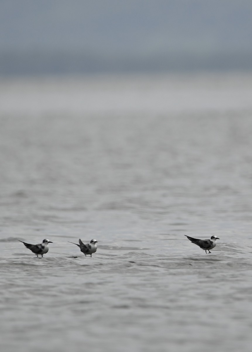 eBird Checklist - 30 Jul 2023 - isla guayabo - 9 species