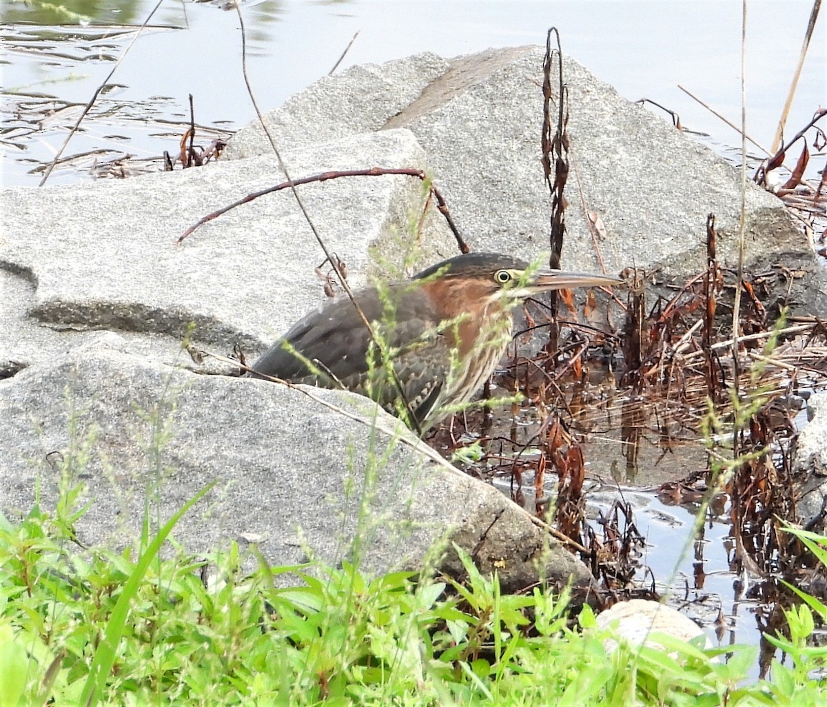 eBird Checklist - 31 Jul 2023 - Lake Barton - 31 species