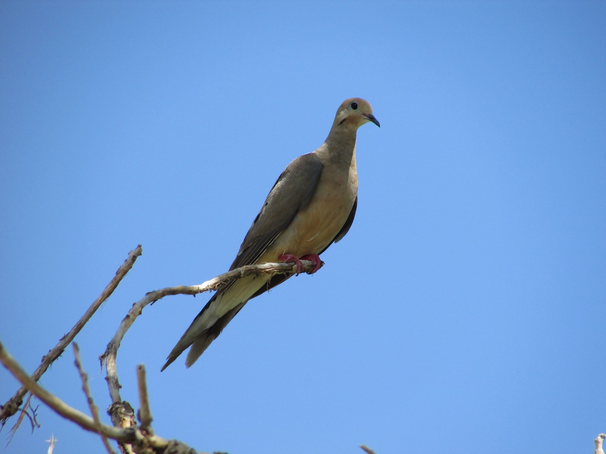 eBird Checklist - 29 Jul 2023 - Rocky Mountain Arsenal NWR - 63 species