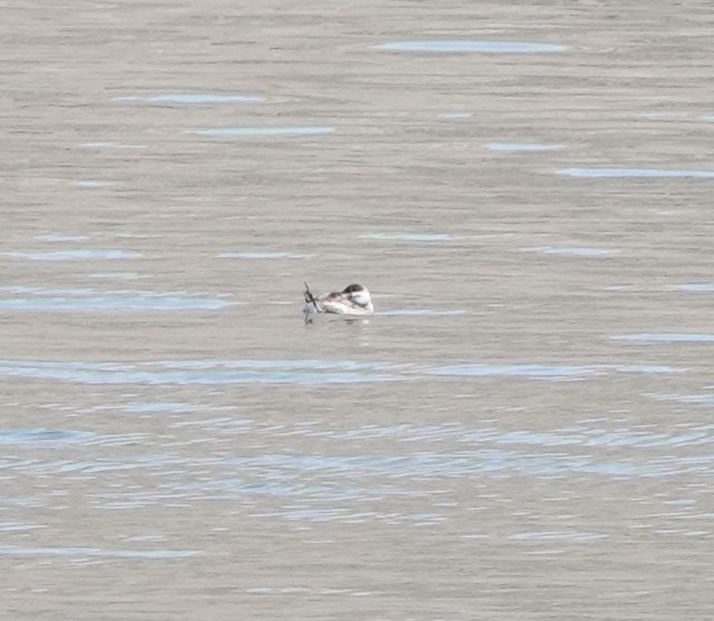 eBird Checklist - 31 Jul 2023 - Alpowa Creek mouth - 35 species