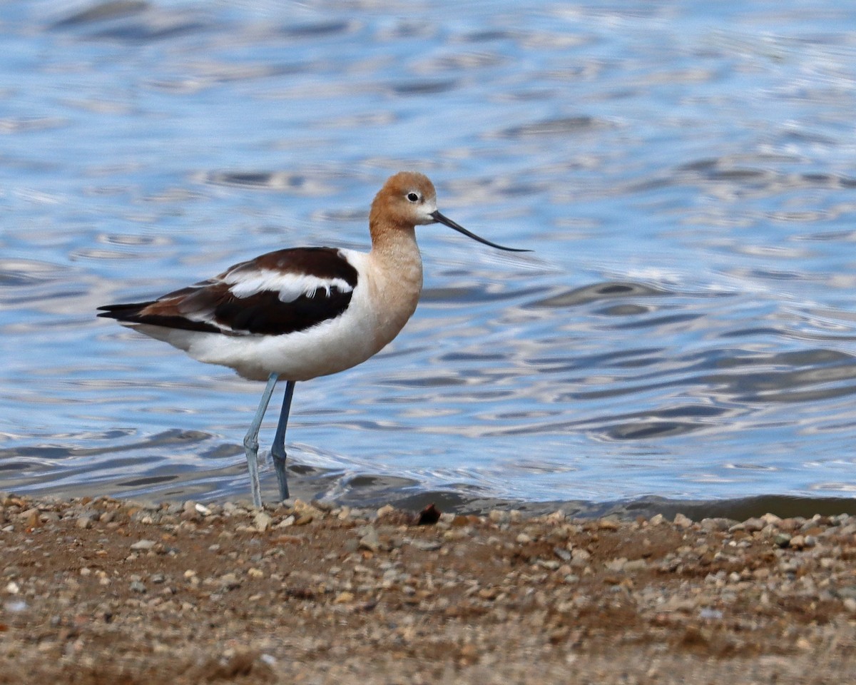eBird Checklist - 31 Jul 2023 - Buck Creek SP--Beach - 7 species