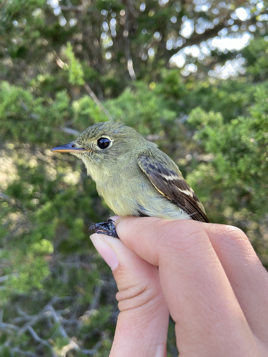 eBird Canada Checklist - 31 Jul 2023 - Miller Family Nature Reserve ...