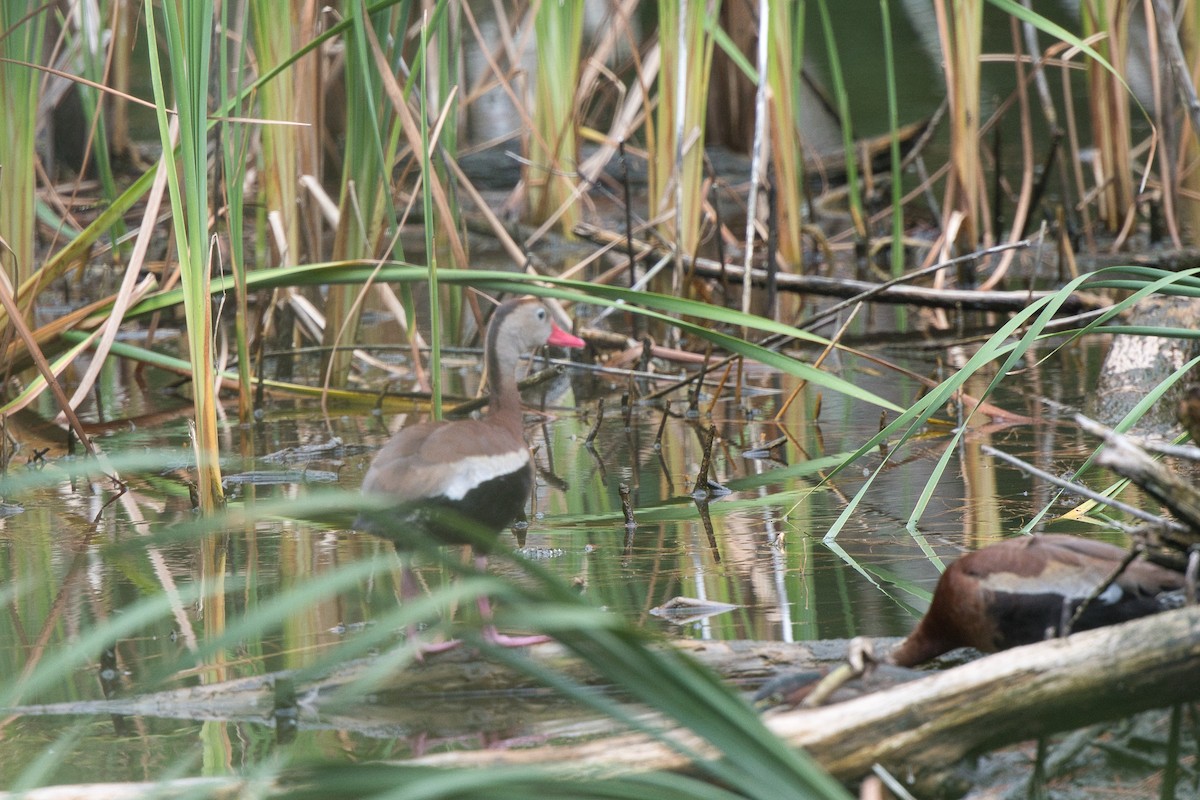 eBird Checklist - 30 Jul 2023 - Botany Bay Wildlife Managment Area - 44 ...
