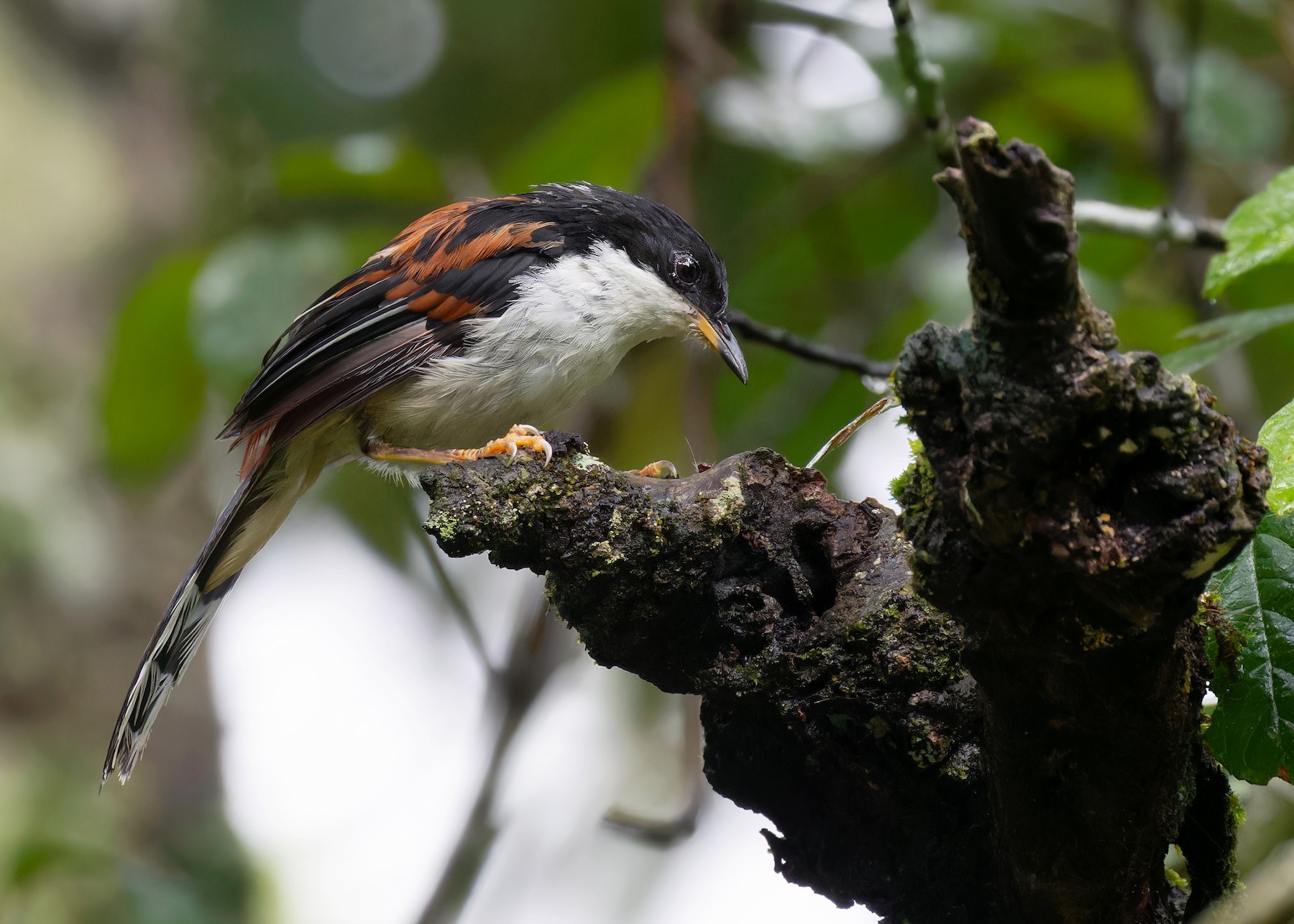 Rufous-backed Sibia (Rufous-backed) - eBird