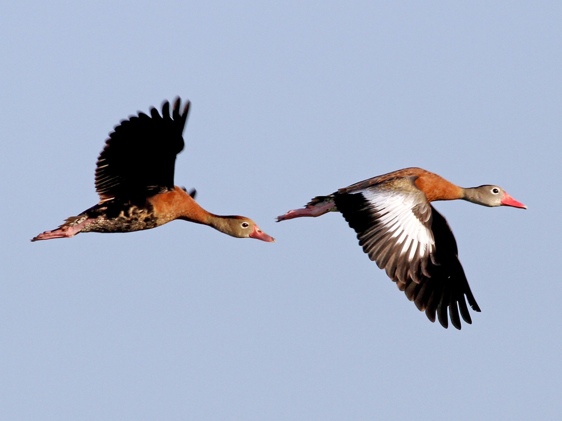 Pijije Alas Blancas - eBird