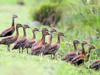 Pijije Alas Blancas - eBird
