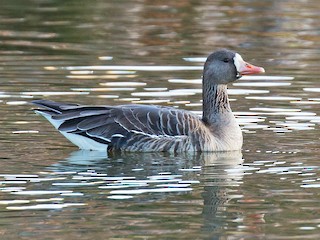 Greater White-fronted Goose - eBird