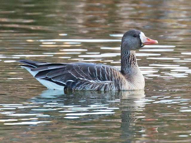 Greater White Fronted Goose Male