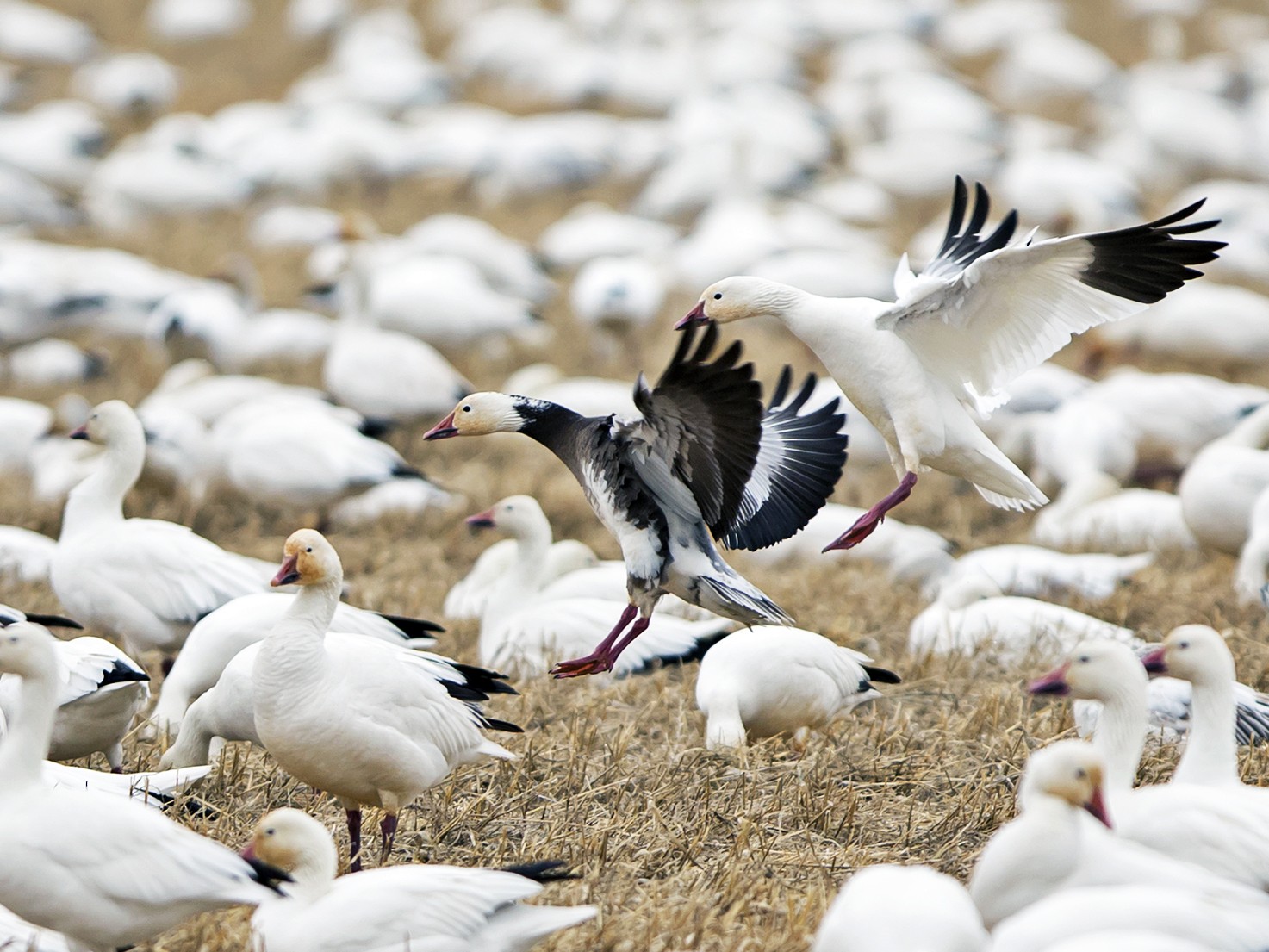 Snow Goose Flying