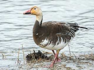 Snow Goose - eBird