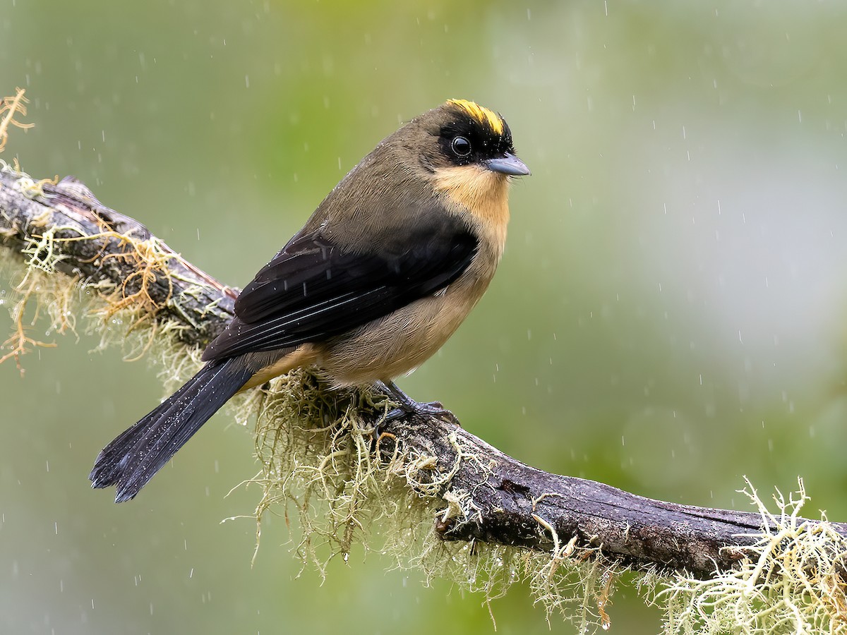 Black-goggled Tanager - Trichothraupis melanops - Birds of the World