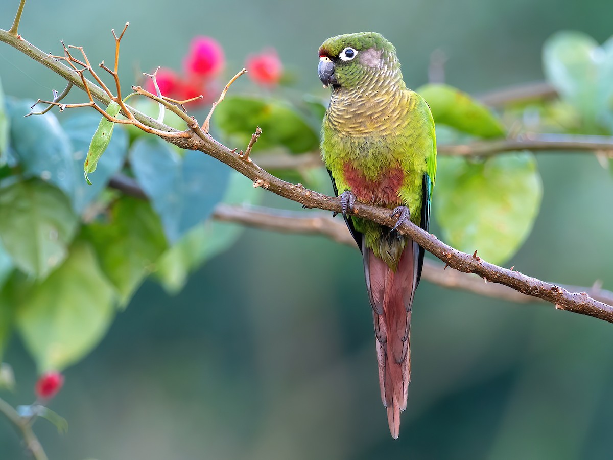 Maroon-bellied Parakeet - Pyrrhura frontalis - Birds of the World