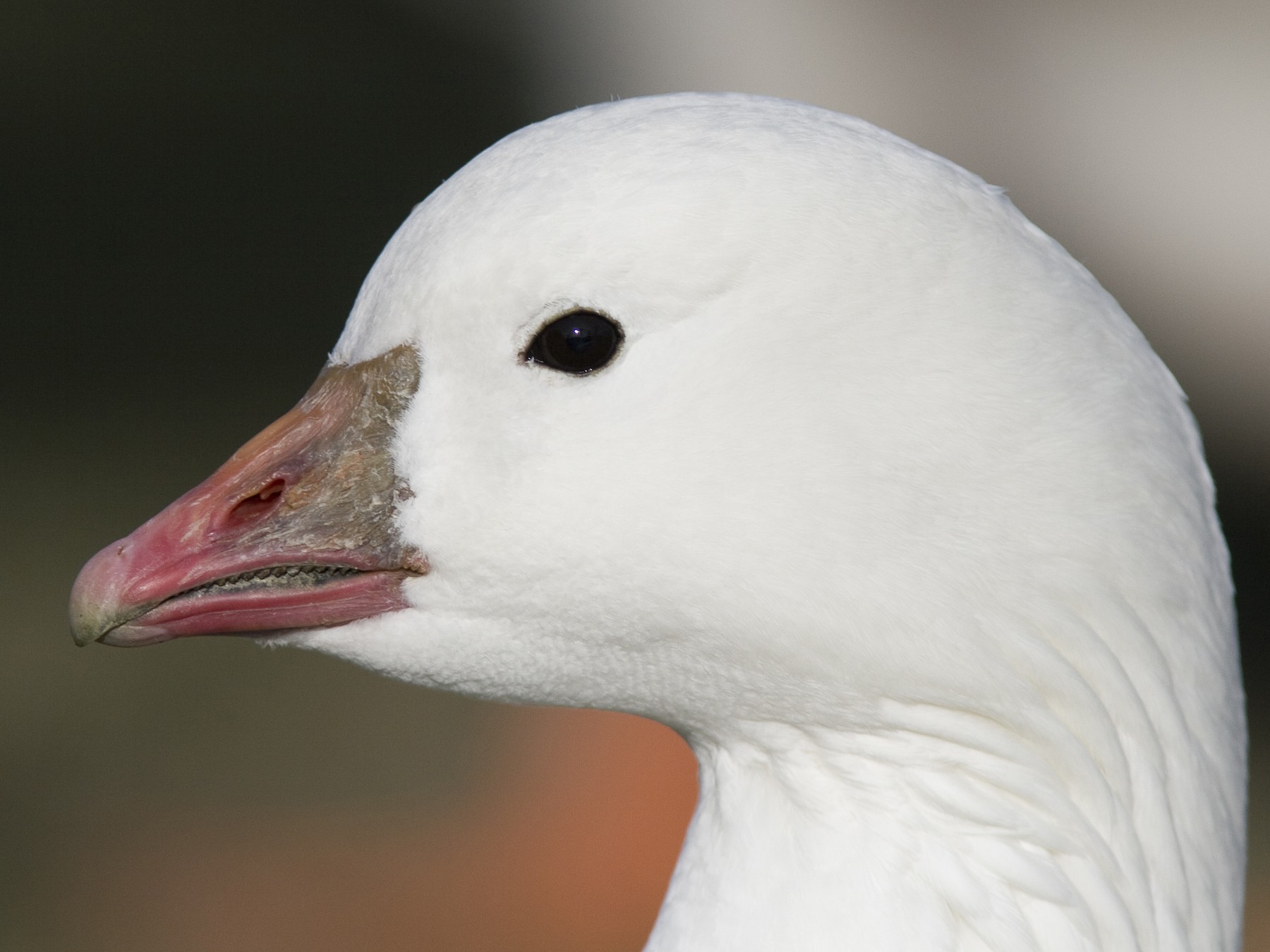 Ross's Goose - eBird