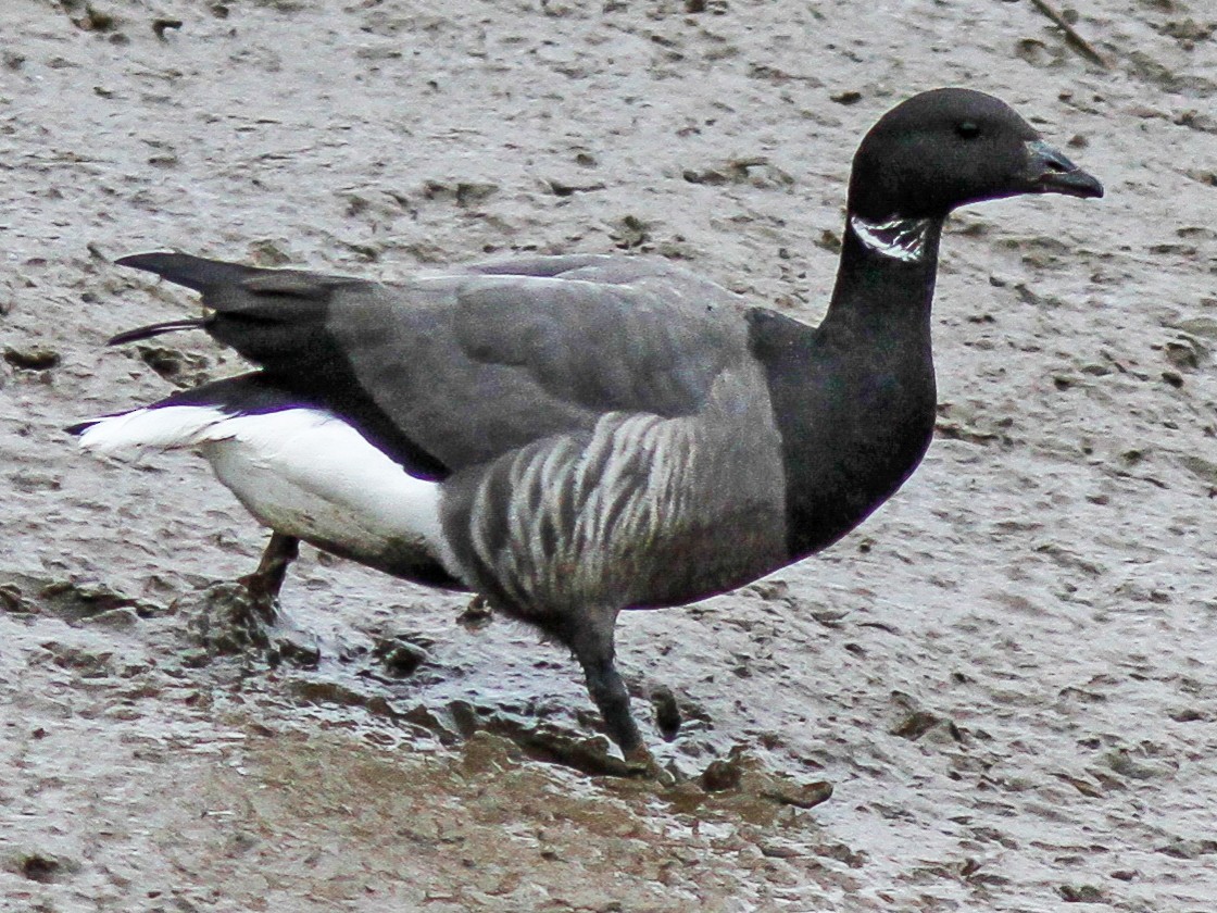 Brant - eBird
