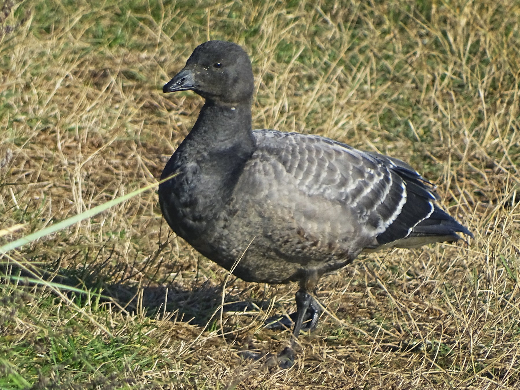 Brant - eBird