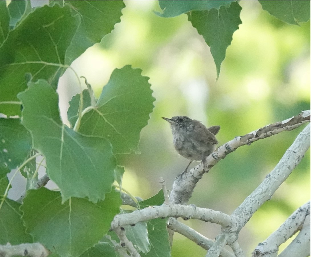 eBird Checklist - 31 Jul 2023 - Chatfield SP--Audubon Center & Trails - 22 species (+1 other taxa)