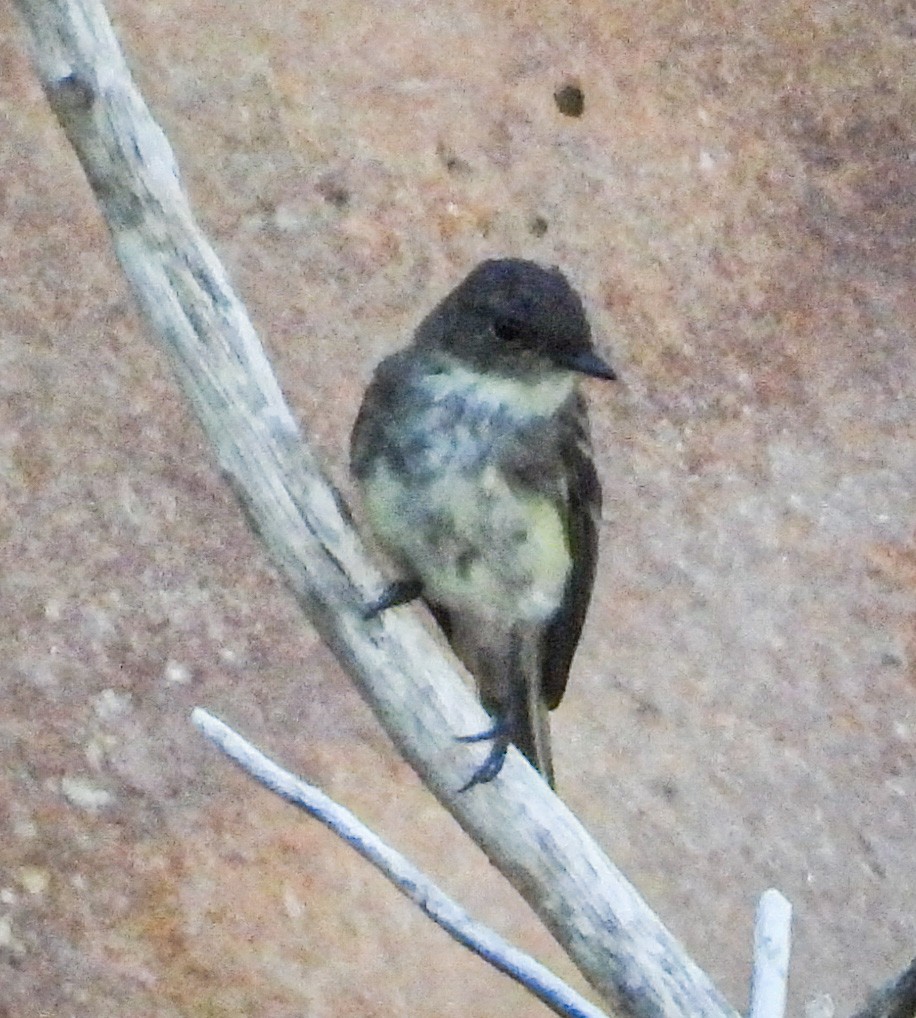 eBird Checklist - 31 Jul 2023 - Red Rock Canyon Open Space - 18 species