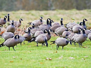 Cackling Goose - eBird