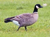 Cackling Goose - Abundance map: Post-breeding migration - eBird Status ...